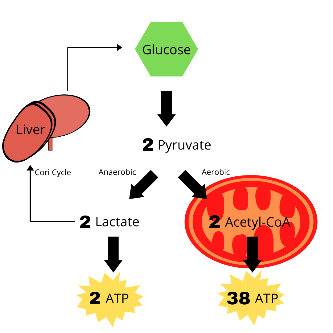 RobbWolf.com Guest Post - Lactate - Waste Product or Causative for Cancer?